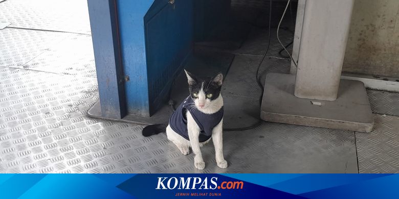 Viral Kucing Oreo Jadi “Satpam” Halte Jelambar, Punya Fanbase Sendiri