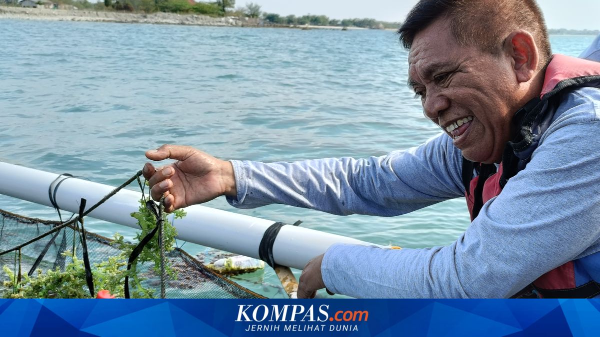 Budi Daya Rumput Laut di Desa Bondo Jepara, Berdayakan Nelayan dan Ibu ...
