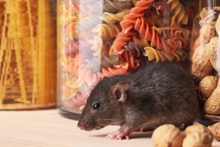 Tanda Adanya Sarang Tikus di Rumah dan Cara Menyingkirkannya