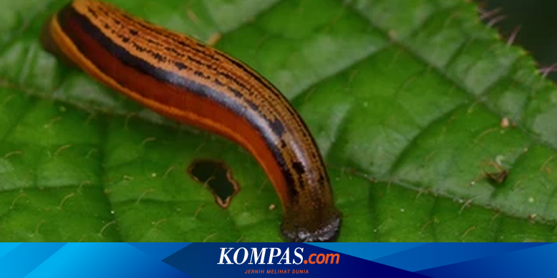 Pertolongan Pertama Saat Digigit Lintah