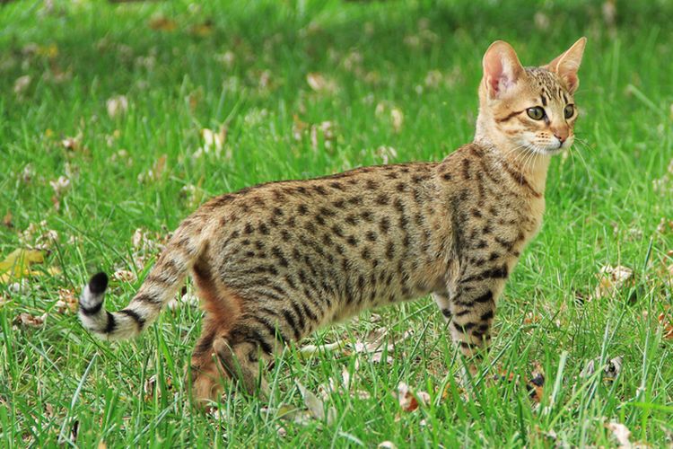 7 Fakta Unik Kucing Savannah yang Mirip Macan Tutul