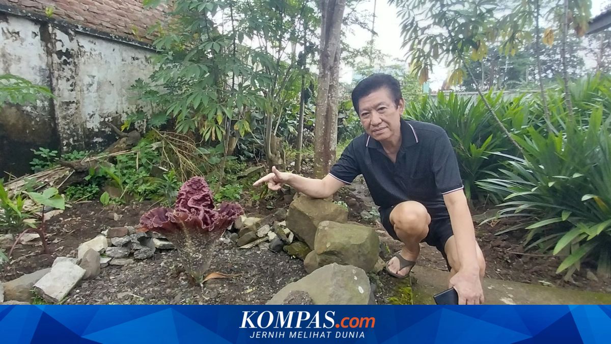 Bunga Bangkai Tumbuh di Pekarangan Warga di Tasikmalaya, Keluarkan Bau ...
