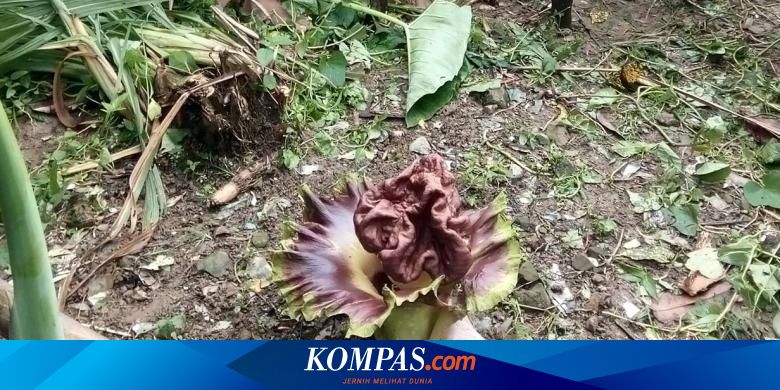Bunga Berbau Amis Tumbuh di Kebun, Warga Nias Selatan Heboh