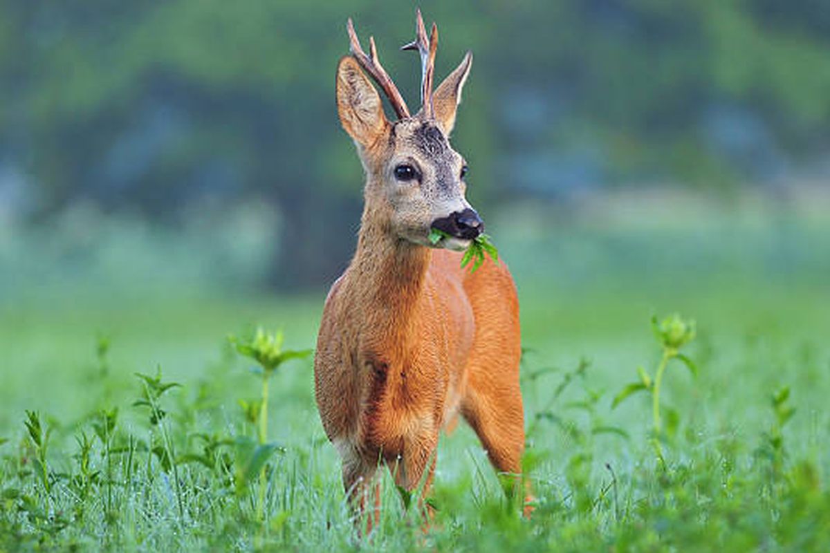Ilmuwan Temukan Spesies Rusa Kerdil Baru di Peru, Penemuan Pertama ...