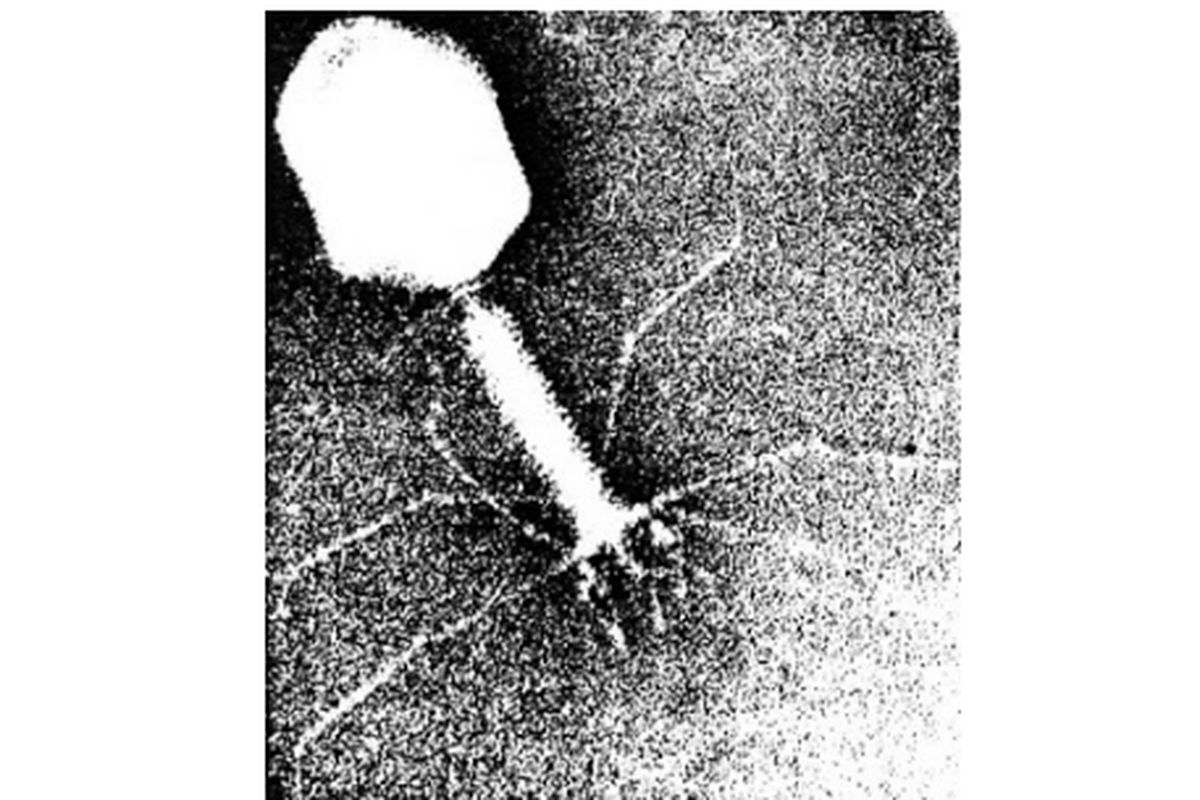 Virus T4, Bakteriofag yang Hanya Dapat Hidup pada E. Coli