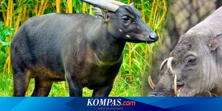 Persebaran Fauna di Indonesia