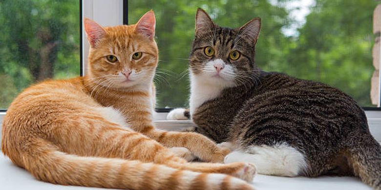 Berapa Lama Masa Hidup Kucing Tabi?