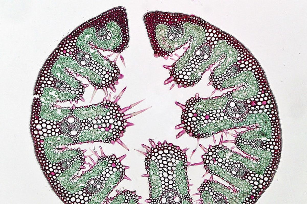 Sel Bulliform: Pengertian dan Fungsinya