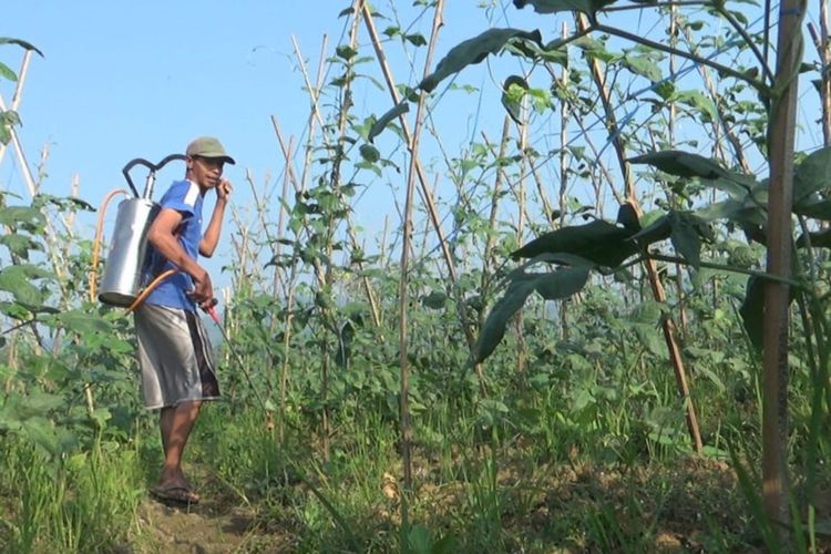 5 Alasan Mengapa Indonesia Disebut Negara Agraris