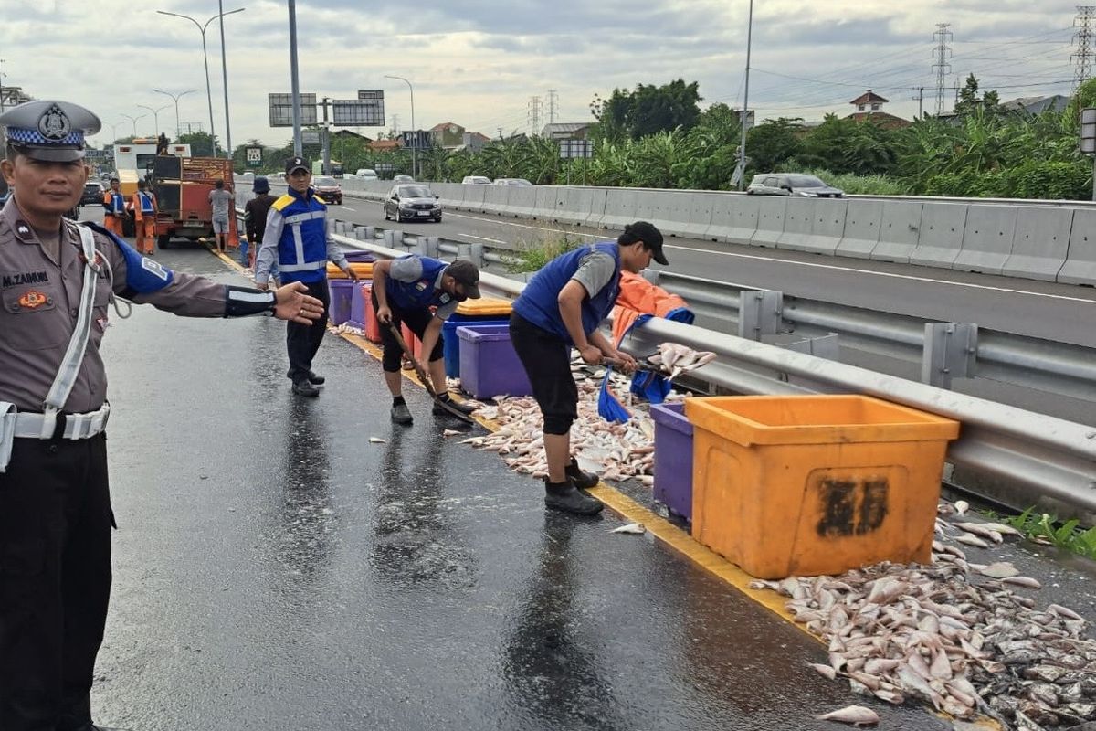 Pikap Angkut Ikan dari Rembang Terguling di Tol Sumo, Muatan Berserakan