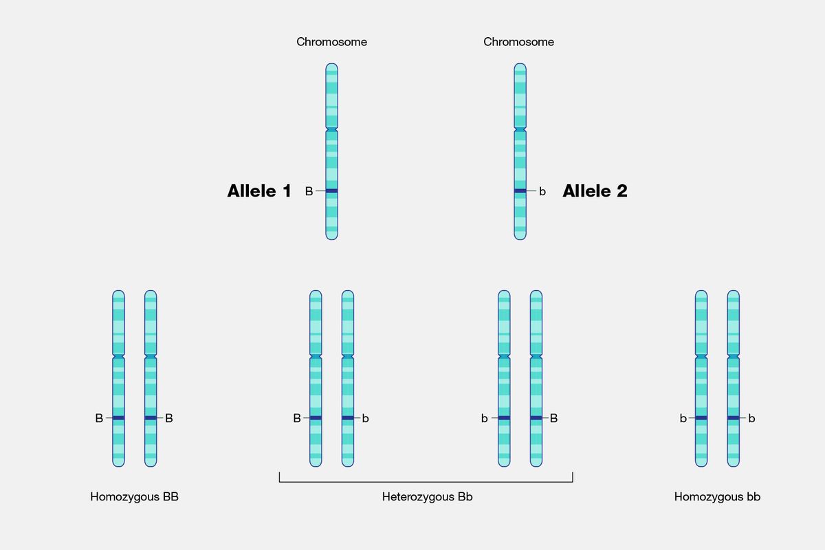 Apa yang Dimaksud dengan Alel?