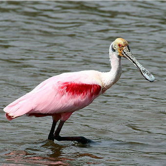 Hewan-Hewan Berwarna Pink