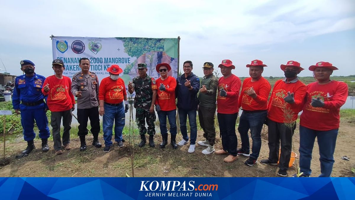 Komunitas Innova Tanam 2.000 Mangrove di Pantai Indramayu