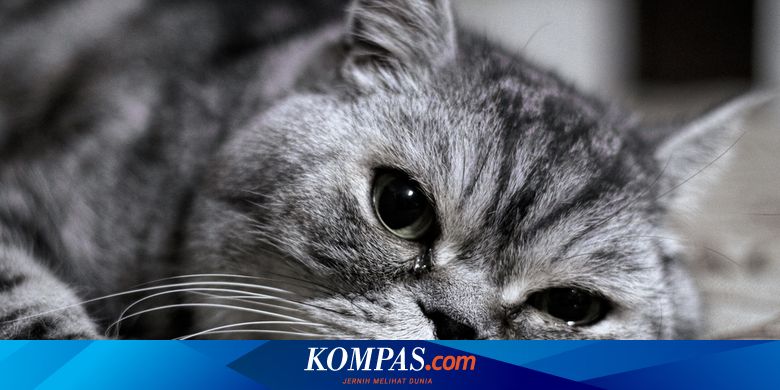 Bisakah Kucing Menangis dan Apa Penyebabnya?