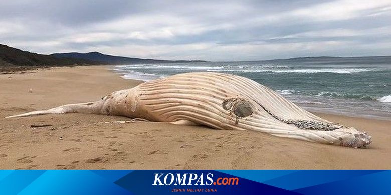 Paus Bungkuk Putih Mati Terdampar di Australia, Penyebabnya Misterius ...