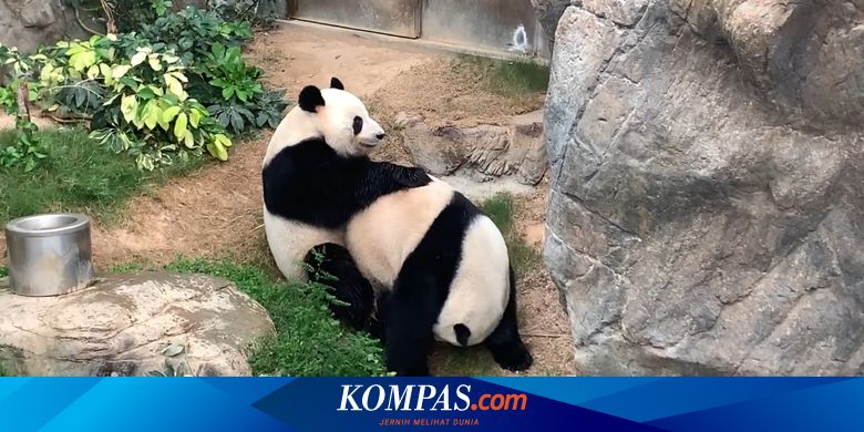 Di Tengah Lockdown Virus Corona, 2 Panda di Hong Kong Ini Kawin