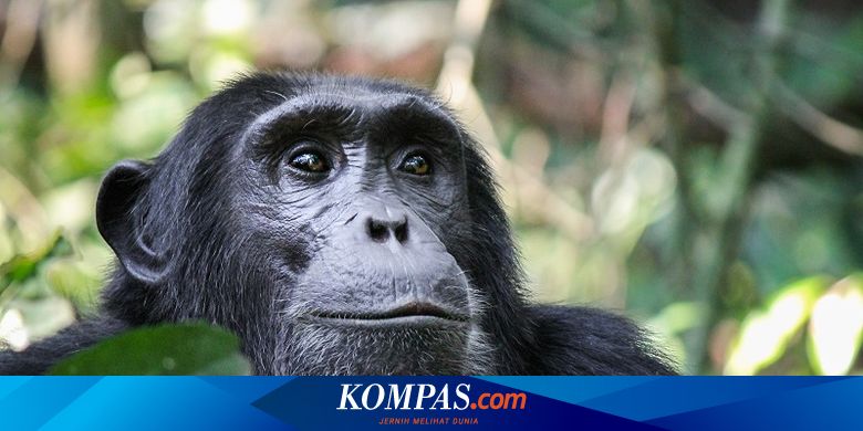 Simpanse Tertua di Amerika Utara Mati, Tinggalkan Haru Mendalam