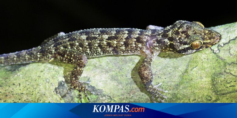Spesies Baru Tokek Ditemukan di Pulau Bali