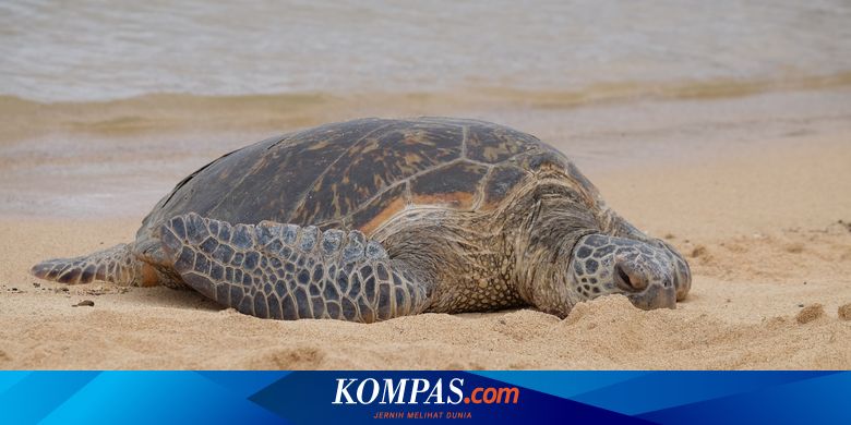 6 Rekomendasi Destinasi Wisata untuk Lihat Penyu, Ada Indonesia