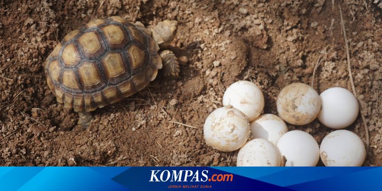 Kura-Kura Berkembang Biak dengan Cara Ovipar, Begini Penjelasannya