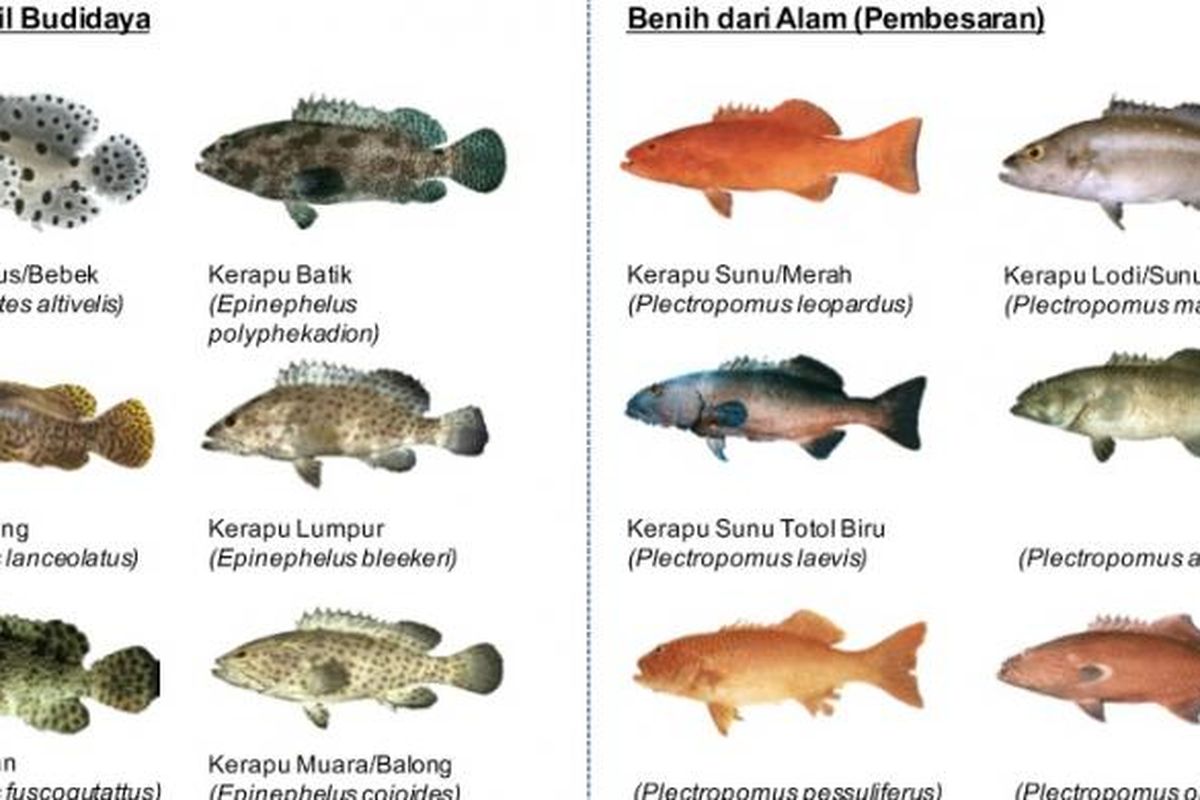 Di Pulau "Terpadat" di Dunia, Ikan Kerapu Jadi Andalan