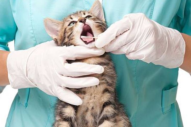 10 Gejala Penyakit Gusi pada Kucing