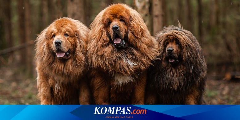 7 Ras Anjing Terbesar di Dunia, Ada yang Seberat 100 Kilogram