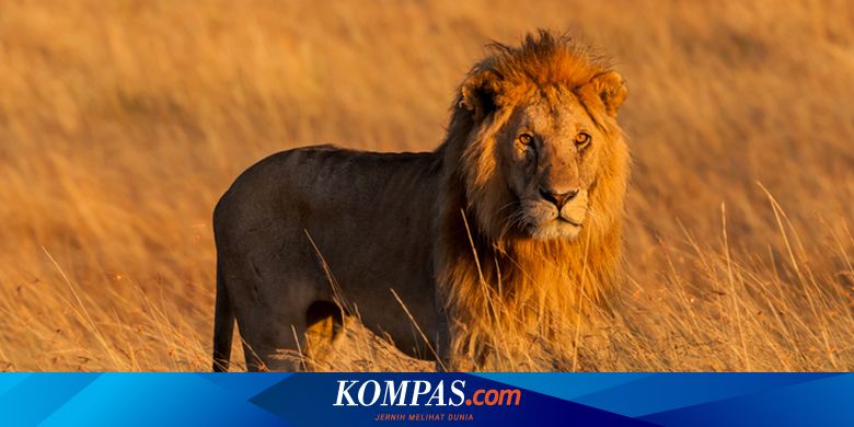 Singa Sirkus Lepas di Kota Italia, Berkeliaran Selama 5 Jam