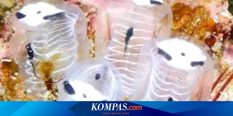Ditemukan Hewan Laut Baru Mirip Panda, Dinamai Clavelina ossipandae