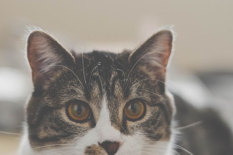 Tips dan Cara Membersihkan Telinga Kucing