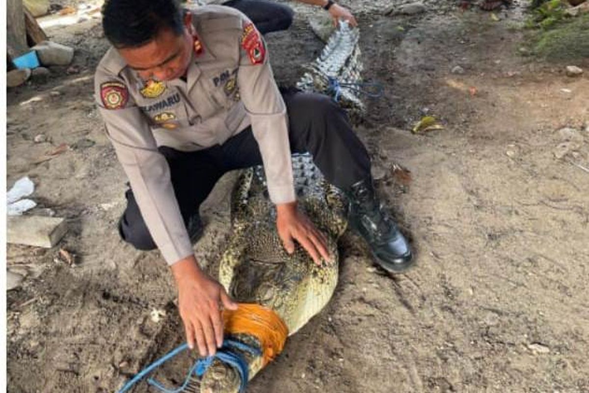 Evakuasi Dramatis Buaya Penyerang Warga di Luwu Utara, 17 Ekor Muncul ...
