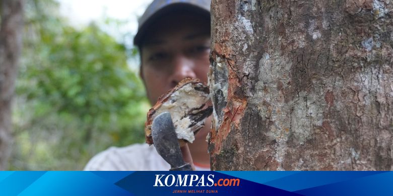 Ketika Harga Kemenyan Ditentukan oleh Tangan Tak Terlihat...