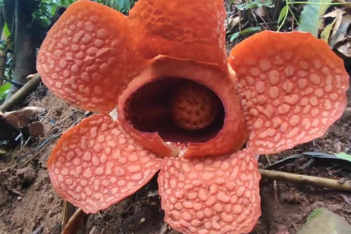 Sepanjang 2024, 68 Bunga Rafflesia Mekar di Bengkulu