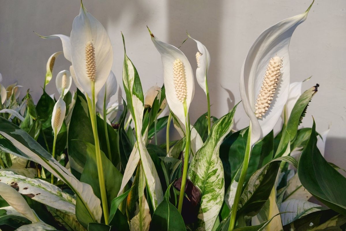 Makna Tanaman Peace Lily dan Manfaat Menanam di Dalam Ruangan