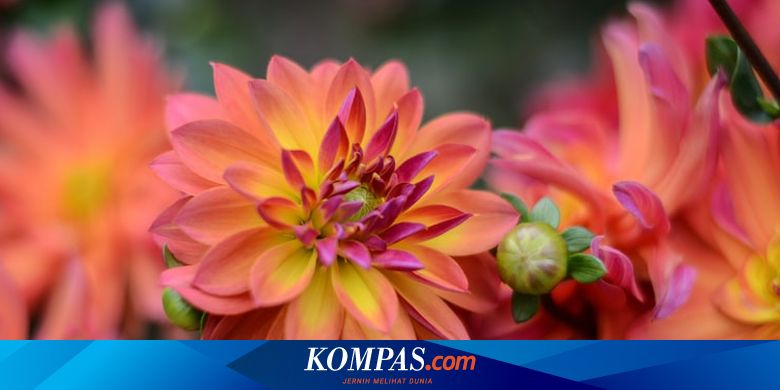 5 Fakta Menarik Bunga Dahlia yang Kaya Sejarah dan Makna Mendalam