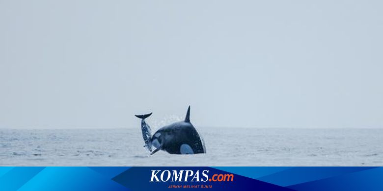 Orca di Chile Lempar Lumba-lumba ke Udara Saat Berburu, "Trik" Baru?