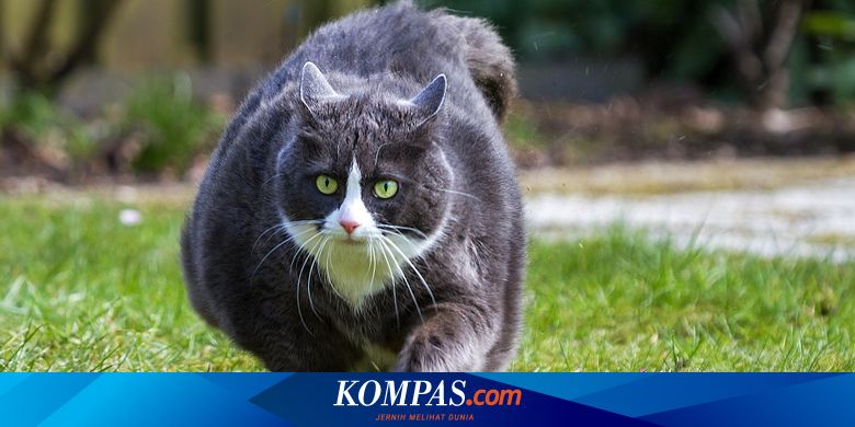 Berita Harian Berat-kucing Terbaru Hari Ini - Kompas.com
