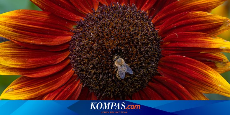 7 Jenis Bunga Matahari dengan Warna Unik dan Indah