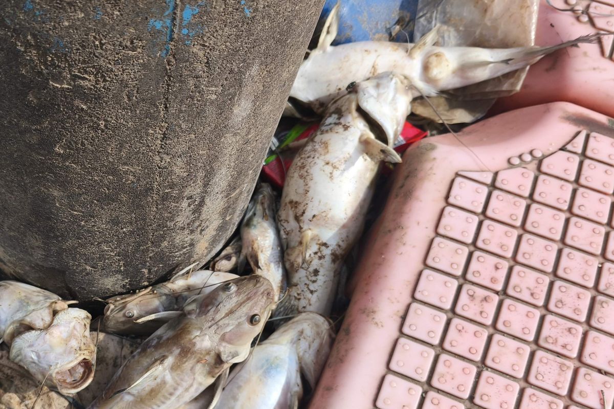 Awalnya Senang, Lalu Panik: Cerita Warga Tak Sadar Masak Ikan Tercemar ...
