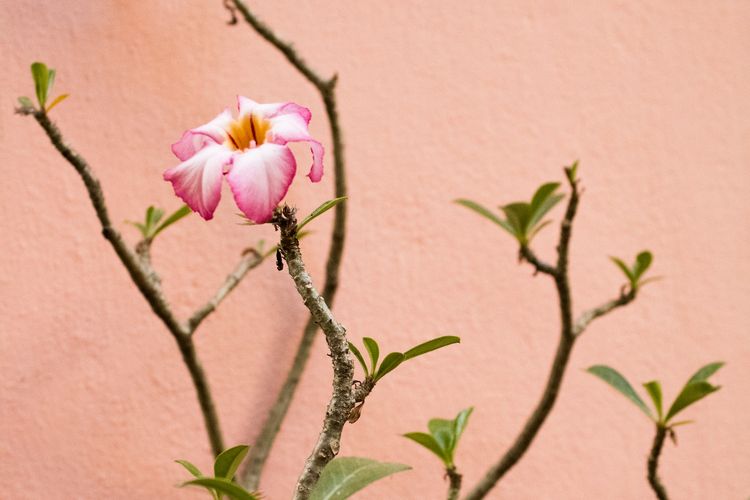 6 Tips Mudah agar Bibit Bunga Adenium Tumbuh Subur dan Bebas Penyakit