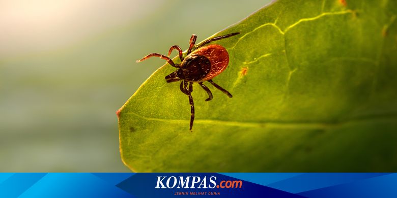 Berita Harian Cara-membuat-perangkap-kuning Terbaru Hari Ini - Kompas.com