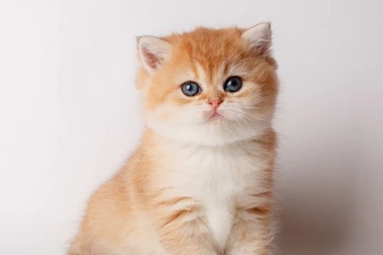 6 Penyebab Anak Kucing Diare dan Cara Mencegahnya