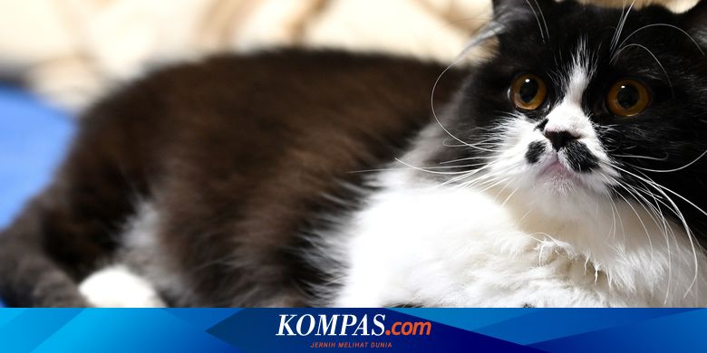 Berita Harian Apakah Kucing Memahami Nama Mereka Terbaru Hari Ini ...