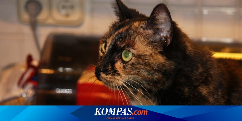 Kucing Calico dan Tortie Kebanyakan Betina, Ini Alasannya