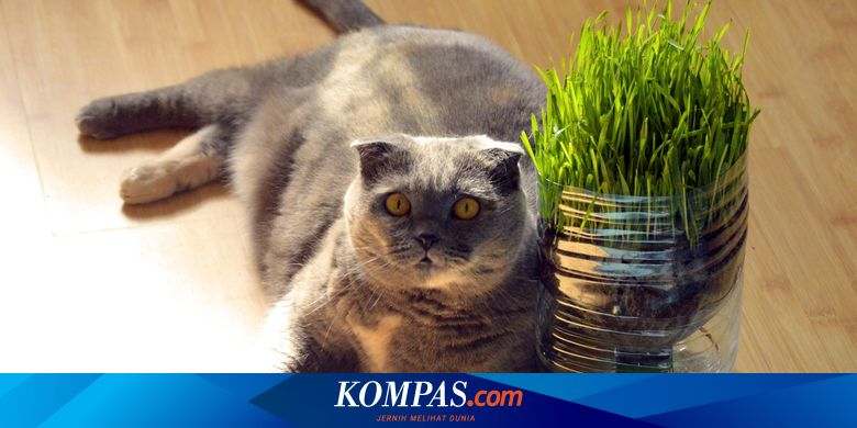 Berapa Berat Badan Kucing yang Ideal? Ini Penjelasannya