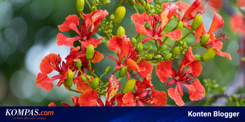 Sepe, Bunga Flamboyan dari Timur Indonesia