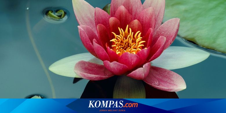 7 Bunga yang Dapat Ditanam dan Tumbuh Subur di Air, Bikin Cantik Kolam