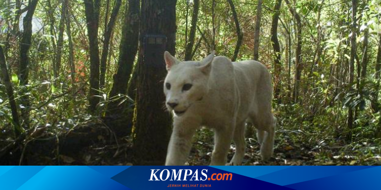 Langka, Puma Putih Tertangkap Kamera di Hutan Brasil
