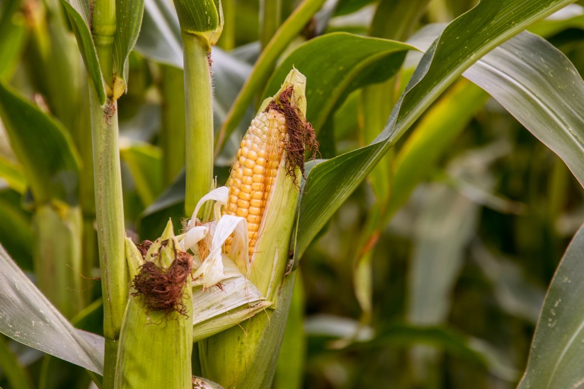 Apa Itu Tanaman Palawija? Berikut Pengertian dan Contohnya