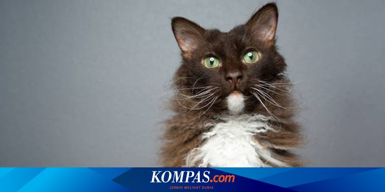 Mengenal Kucing LaPerm, Ras Unik dengan Bulu Keriting yang Khas
